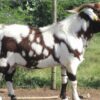 Meatmaster Sheep | Livestock and Cattle For Sale