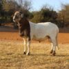 Bonsmara Cattle | Livestock and Cattle For Sale