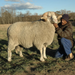 Meatmaster Sheep | Livestock and Cattle For Sale