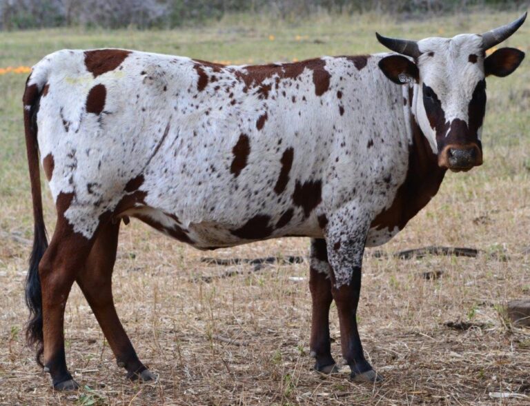 Nguni Cattle | Livestock and Cattle For Sale