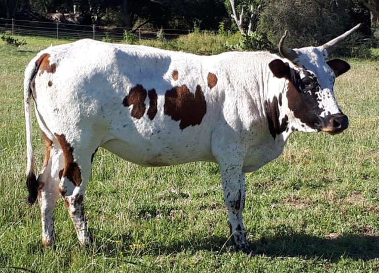 Nguni Cattle | Livestock and Cattle For Sale