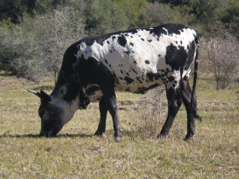 Nguni Cattle | Livestock and Cattle For Sale