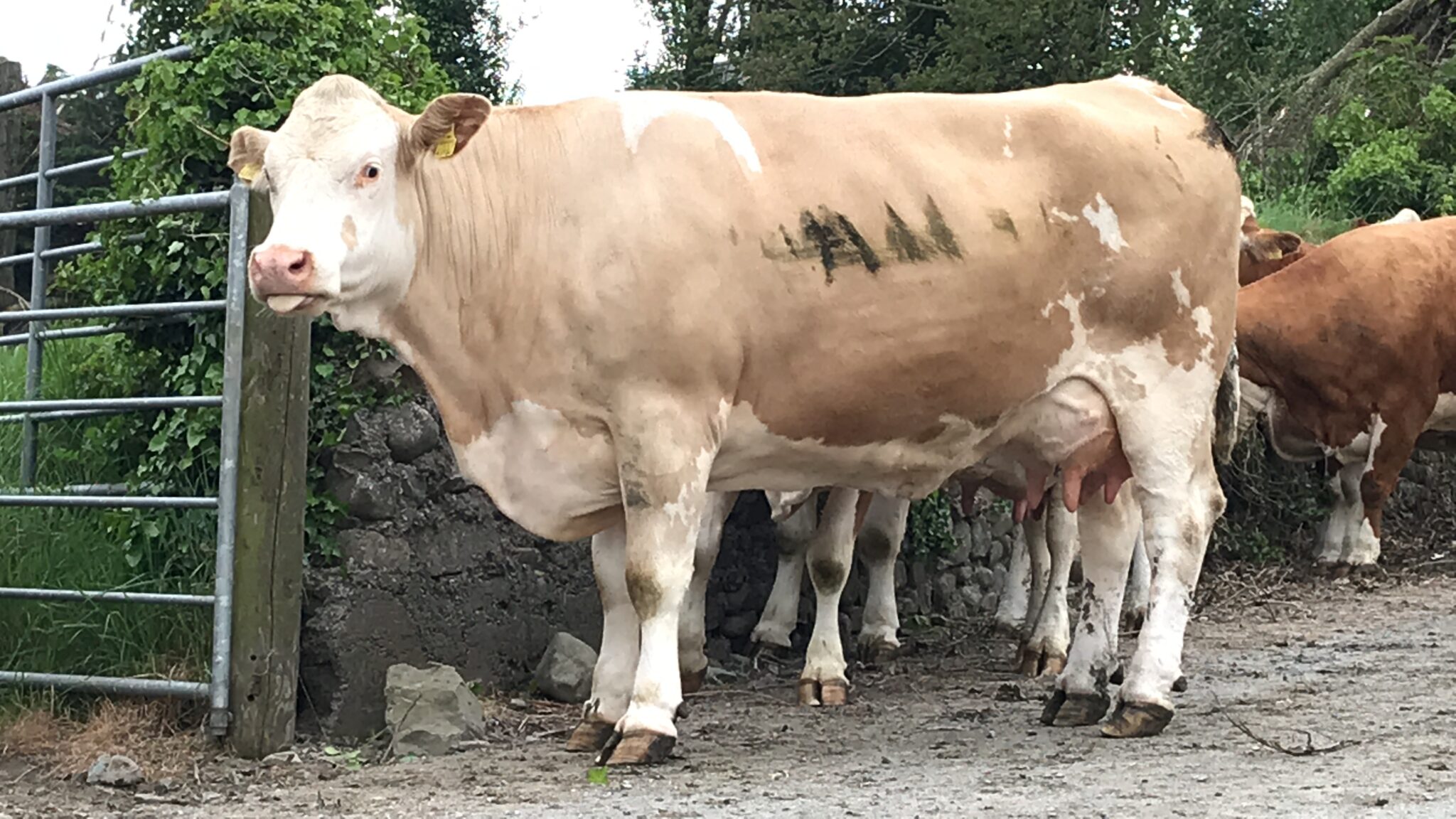 Simmental Cattle | Livestock and Cattle For Sale