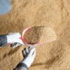 Hominy Chop | Livestock and Cattle For Sale