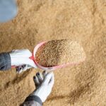 Hominy Chop | Livestock and Cattle For Sale