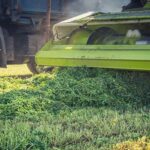 Hominy Chop | Livestock and Cattle For Sale